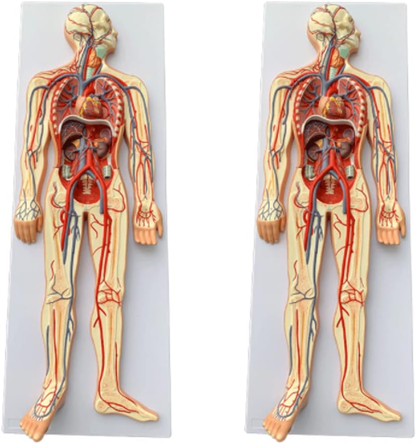 Amazon.com: Model Teaching Model Human Circulatory System Model Whole ...