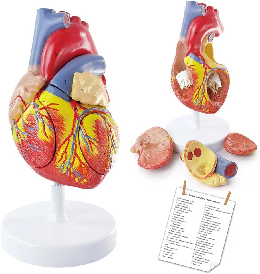 Amazon.com: NEW HORIZON Human Heart Model,4-Part 2X Size Cardiac ...