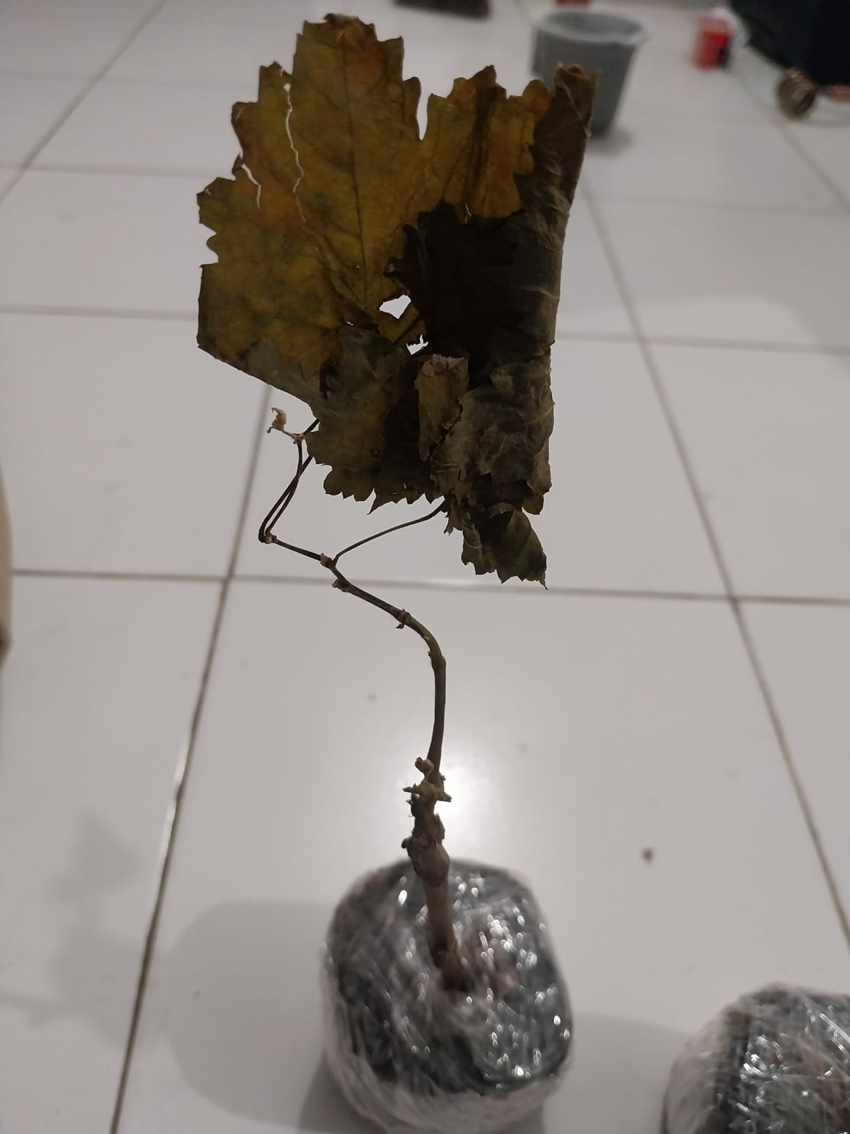 Hug A Plant | Grape/Munthiri (Black) (Vitis vinifera) Fruit/Ornamental ...