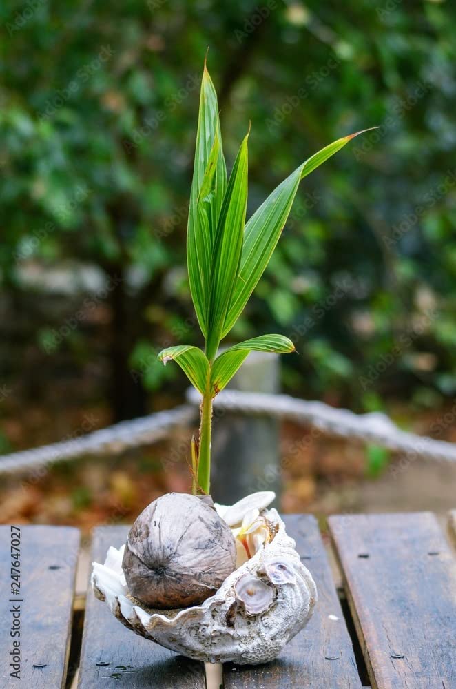 Planta Que Brota El árbol De Coco Cómo Y Cuándo Plantar Un Cocotero