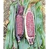 Amazon.com : TomorrowSeeds - Double Red Sweet Corn Seeds - 45+ Count ...