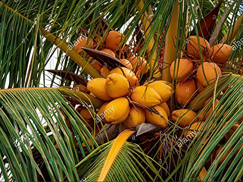 Hybrid Dwarf" Yellow Orange" Coconut Tree Plant Cocos nucifera : Amazon ...
