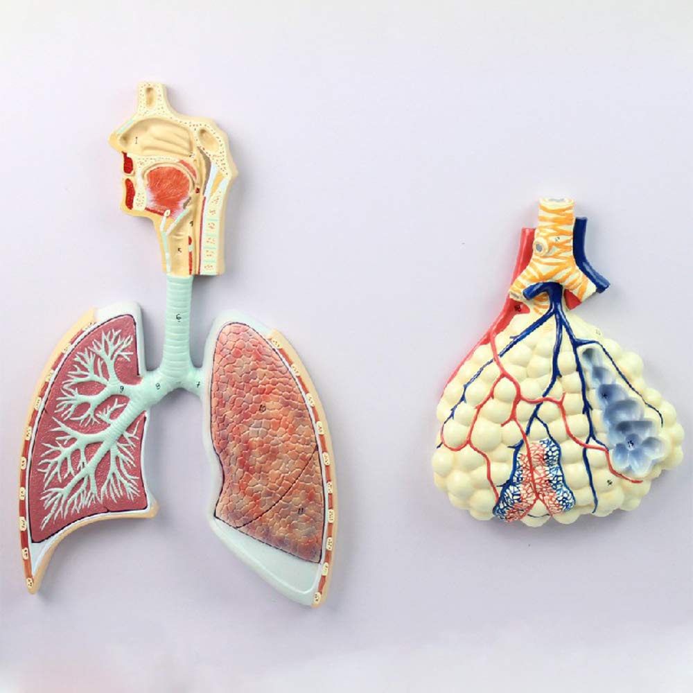 Buy CMM Human Respiratory System Model, Pulmonary Nasal Bronchoalveolar ...
