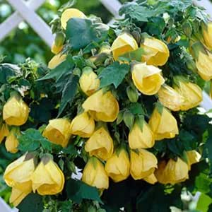 Amazon.com : 2 Abutilon Plants Live for Planting 5 to 9 Inch Height ...