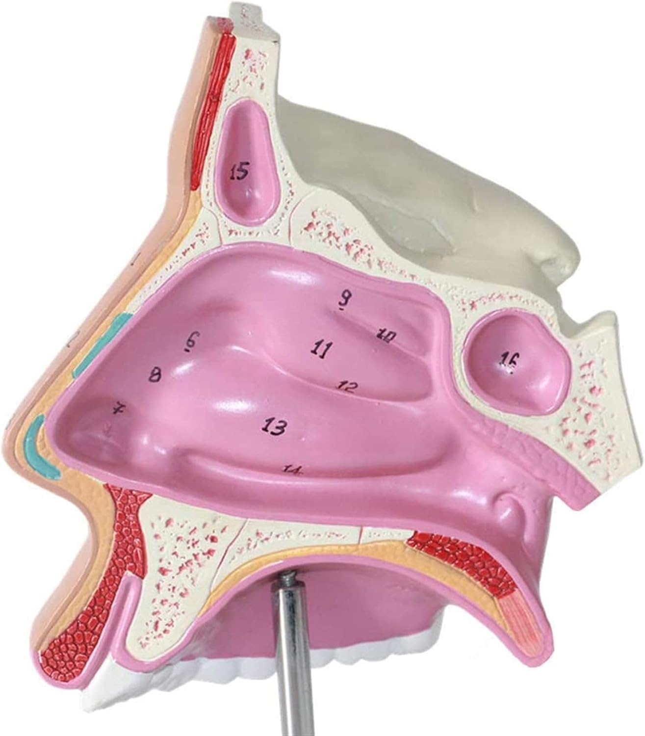 Amazon.com: Modelo anatómico nasal - Señal digital desmontable Anatomía ...