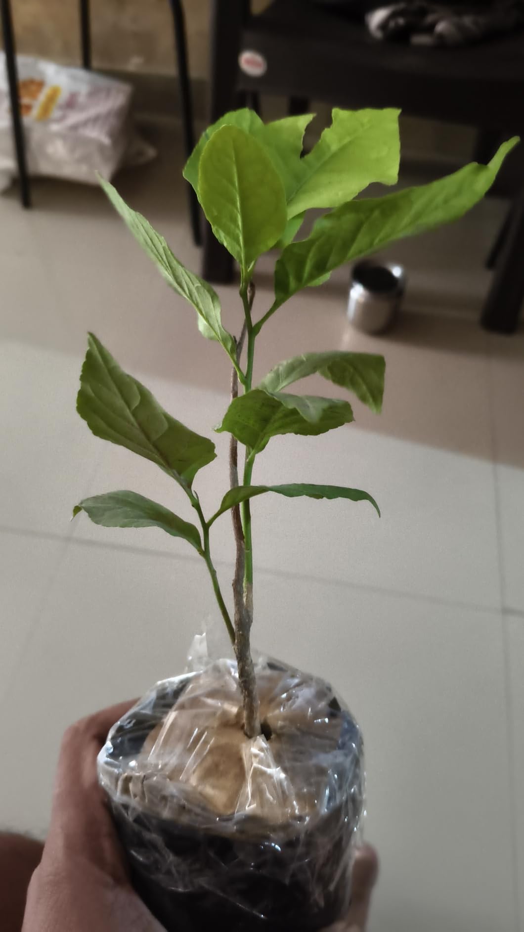 Maha Vilvam Bel Patra (Aegle Marmelos)- Plant 20 cm green colour ...