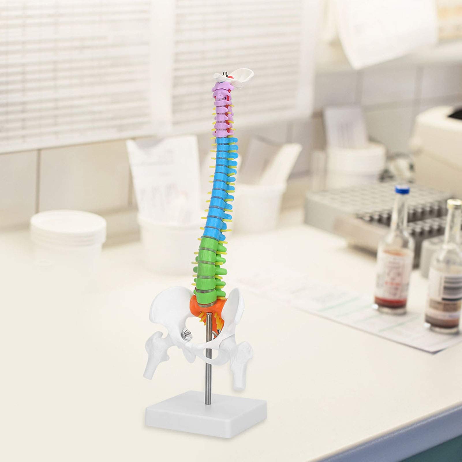 Buy Human Spine Model Colored Flexible Scientific Anatomical Human ...