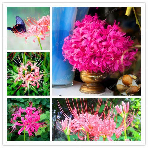 Powder Lycoris Seeds Lycoris Seeds,(Seeds),Natural Growth, Seeds Diy ...