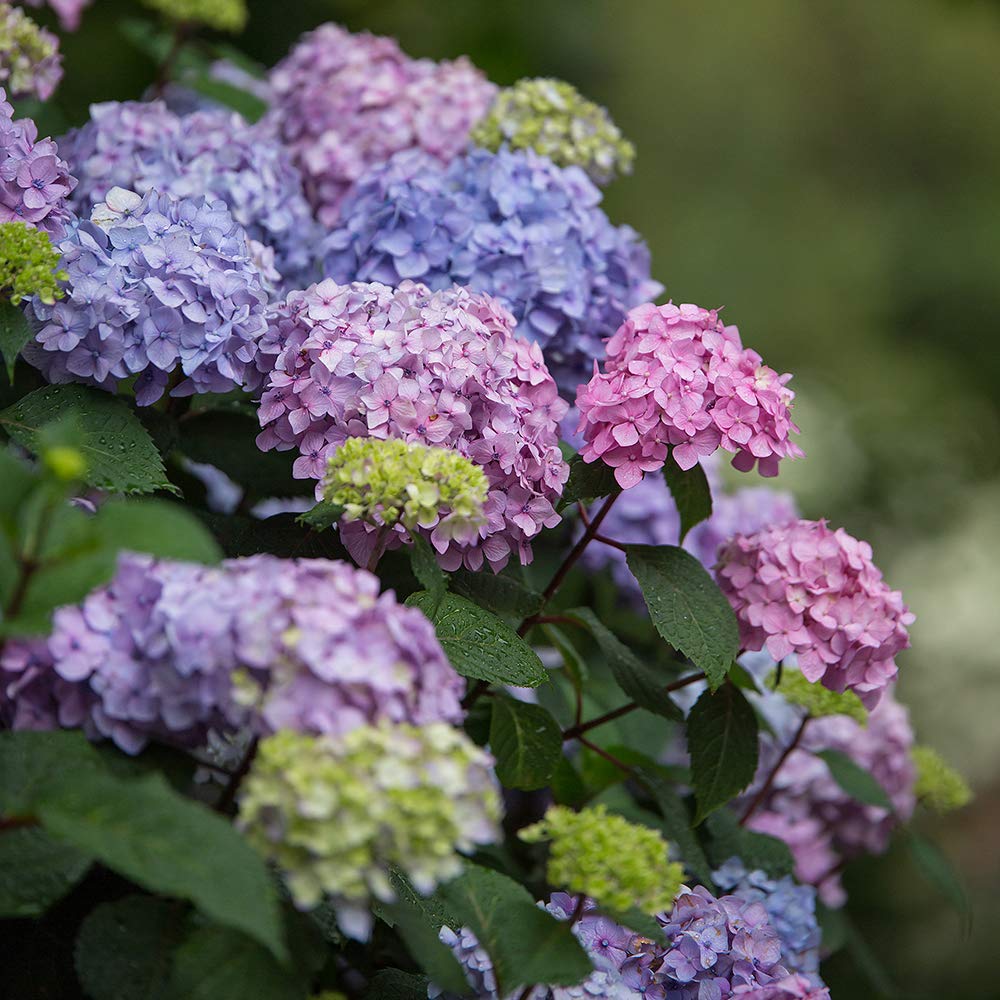 Endless Summer Bloomstruck Hydrangea, 2 gal. Pink and Purple Blooms & 2 ...