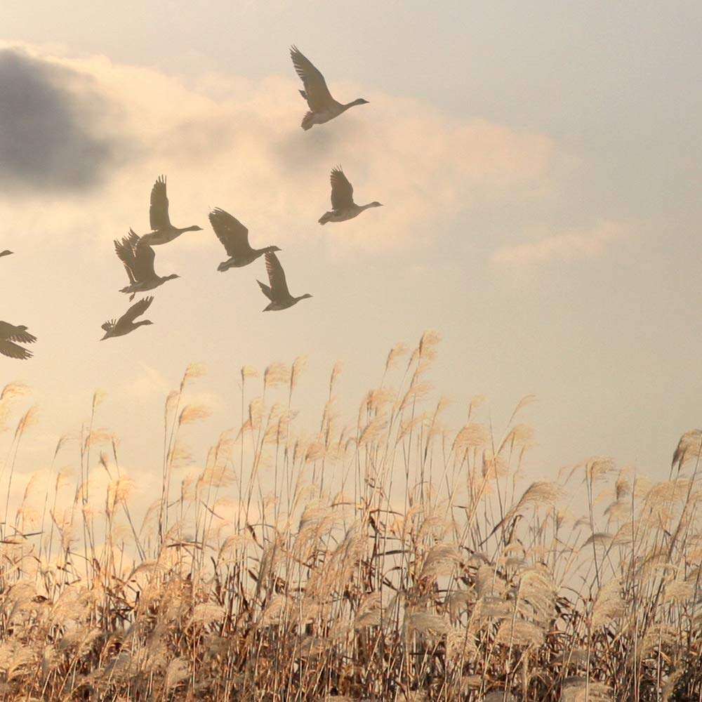 Beautiful Flying Birds Images