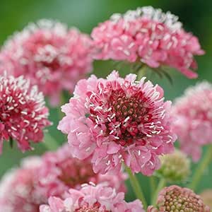 Scabious 'Salmon Queen' Seeds - Graceful Blooms for Your Cottage Garden ...