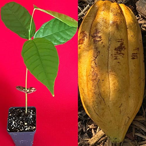 Amazon.com : New and Healthy Red Theobroma Cacao Cocoa Chocolate ...
