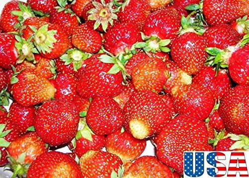 USA Seller Tresca Strawberry 25-200 Hirloom Non-GMO Seeds : Amazon.de ...