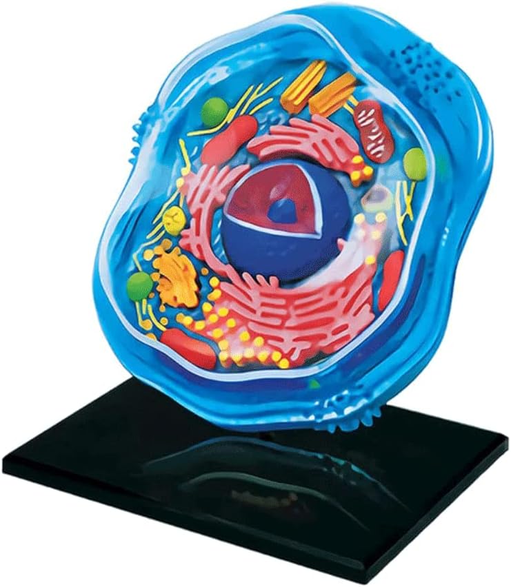 Amazon.com: HRTC Anatomy Model Animal Cell Structure Model Animal Cell ...