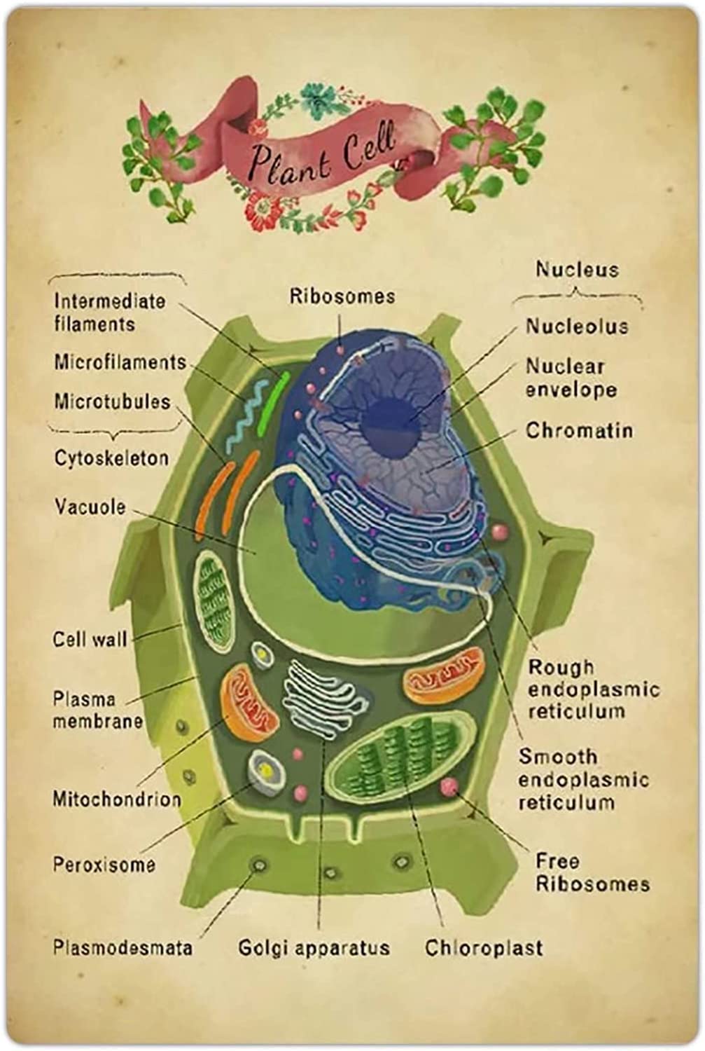 Modelo De Celula Vegetal Rotulado Célula Vegetal Simple Para Niños