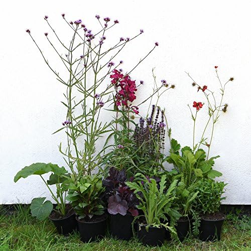 Large Perennial Border Collection Mix of Hardy Cottage Garden Plants ...