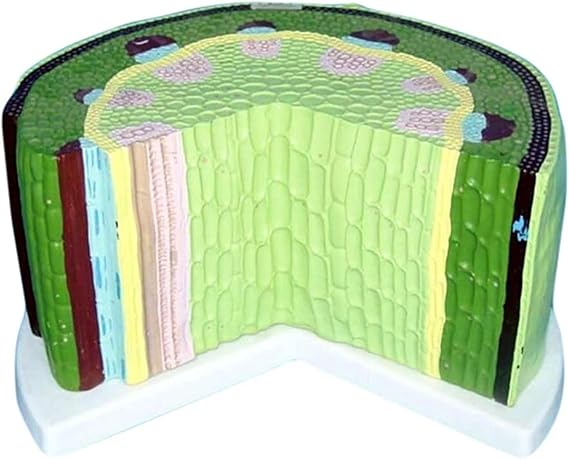 Modelo de Estrutura do Caule de Planta Dicotiledônea - Modelo de ...