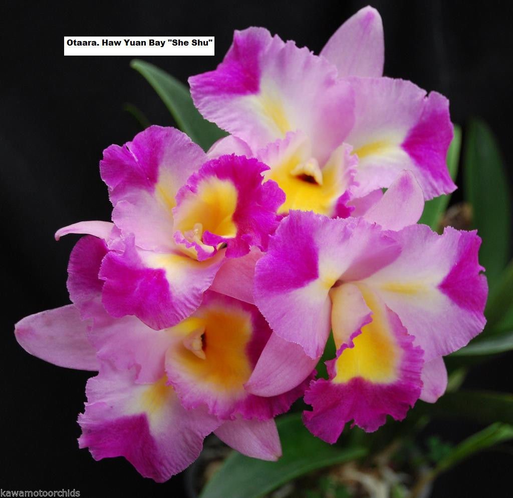 Buy Otaara Hwa Yuan Bay 'She Shu' AM/OSROC Fragrant! Cluster bloomer ...