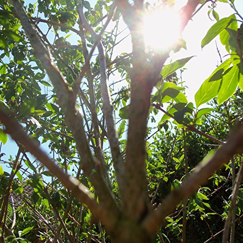 Play The King on High (Deluxe Edition) by Scott Charles Blakeley on ...