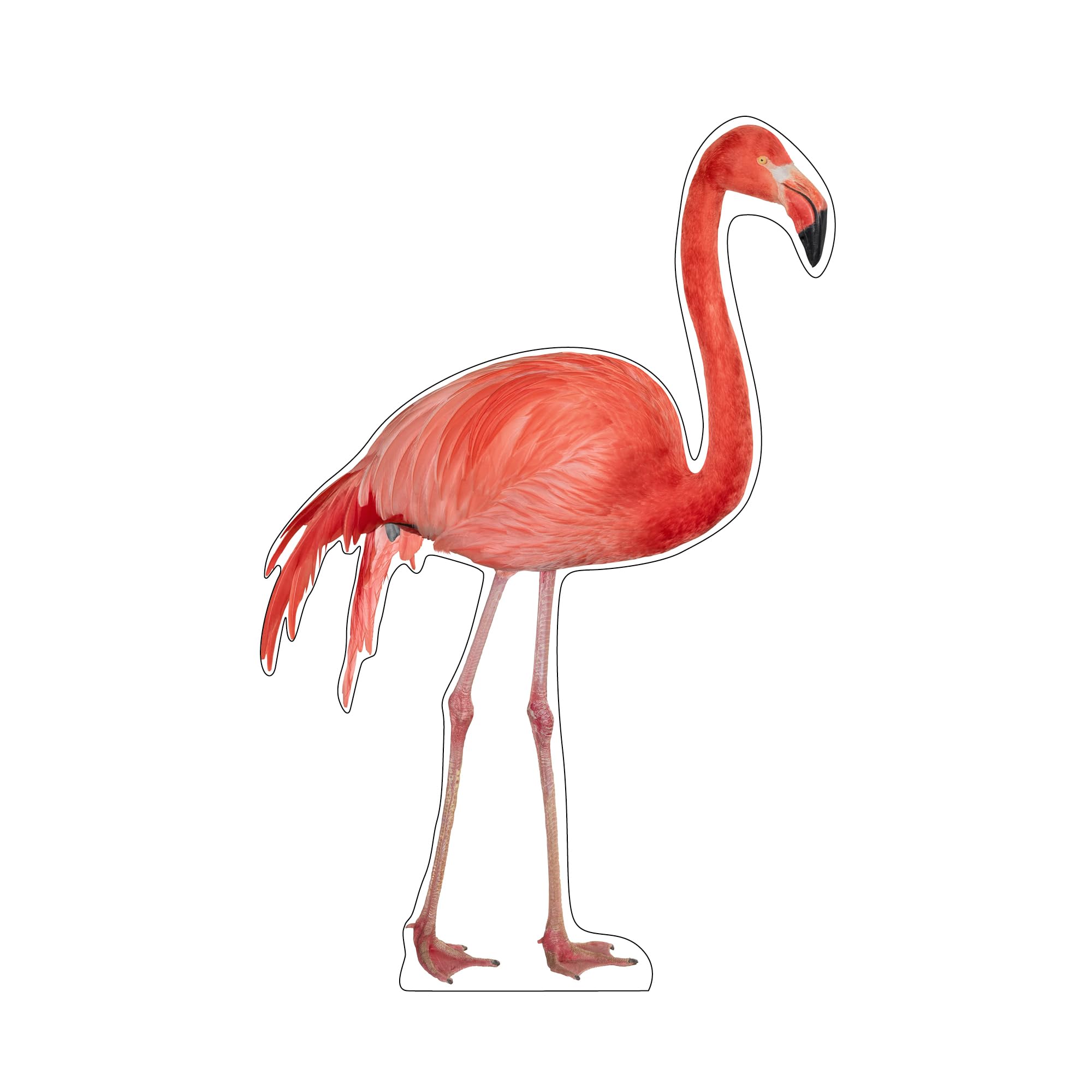 Amazon.com: Life Size Cardboard Cutout Standup | Waterproof | Animals ...