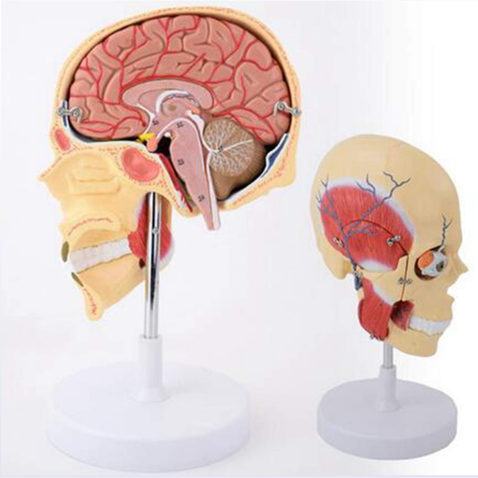 Buy Human Skull Model, Life Size Skull Model With Masticatory Muscles ...