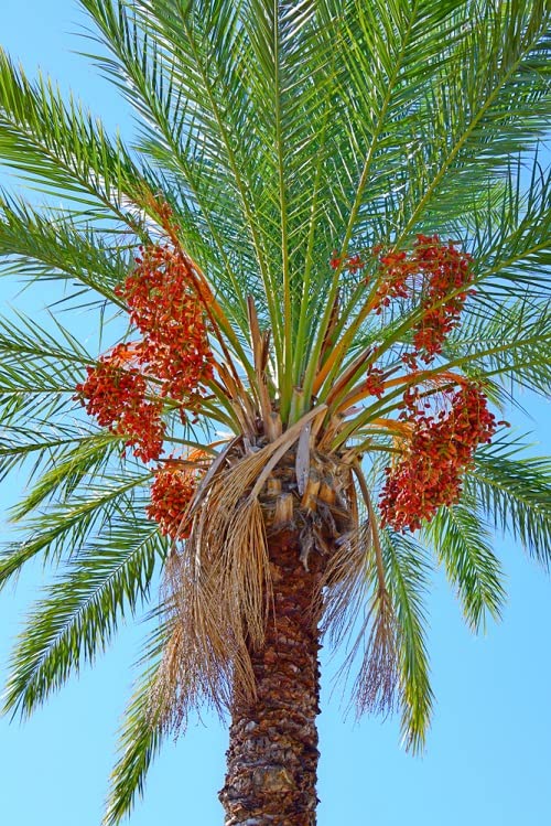 Nandini Garden Aarabian Dates Khajoor Plant Live Plants Khajur Plants ...