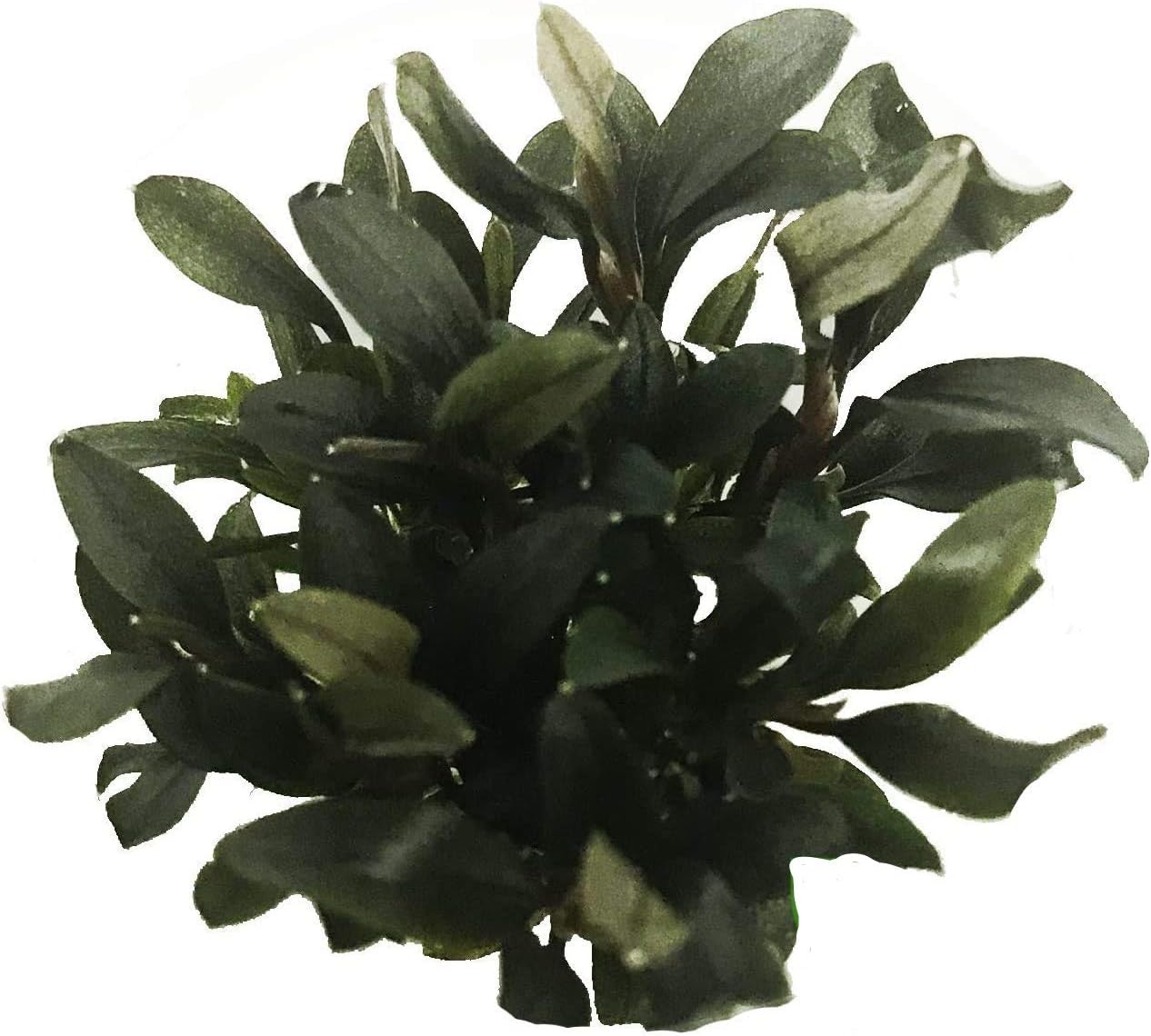 Amazon.com: Planterest - Bucephalandra Red Mini Tissue Culture Cup Live ...