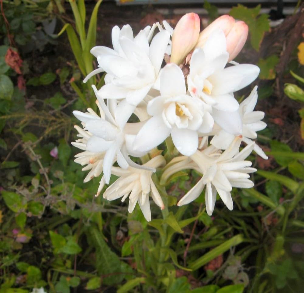 Amazon.com : Tuberose Bulbs,Sweet Scent and Flowers,Fragrant Flowers ...