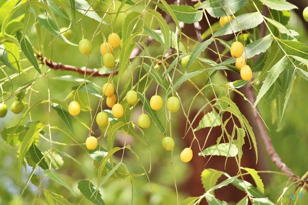 Neem Tree