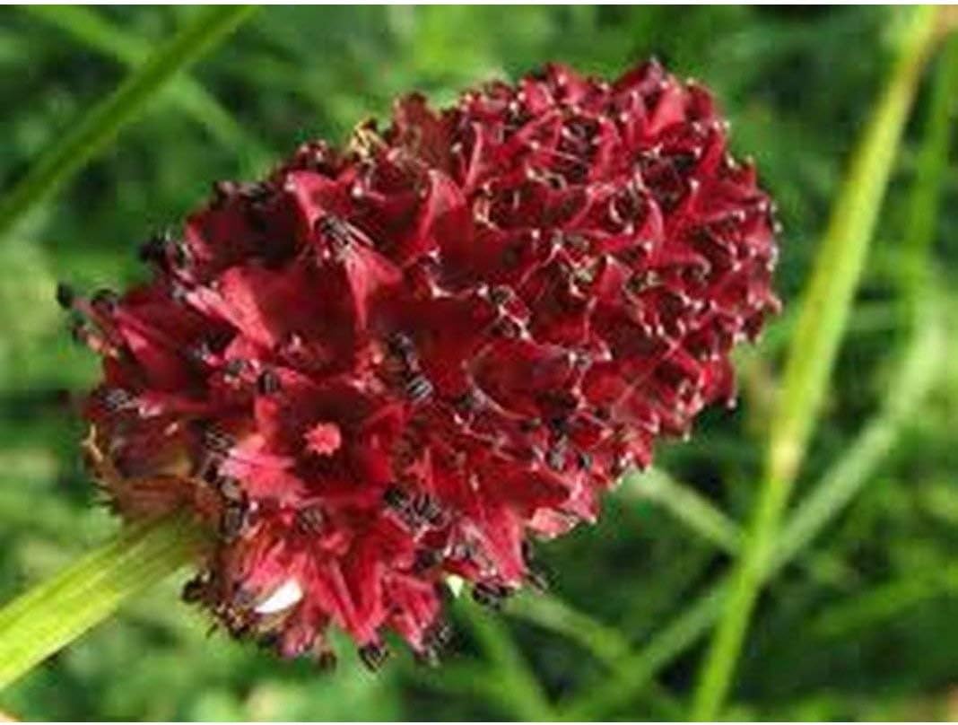 Amazon.com : Great Burnet Seeds (40 Seed Pack) : Patio, Lawn & Garden