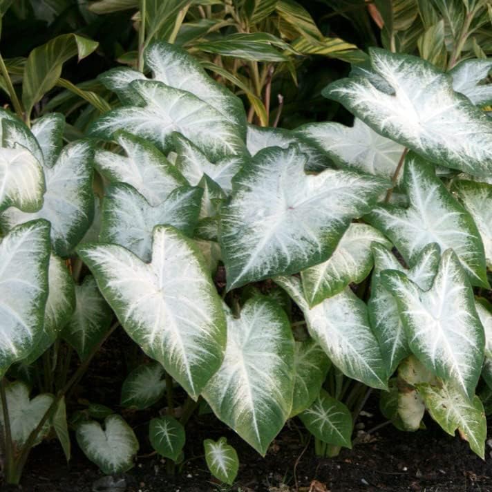 Amazon.com : Votaniki Aaron Caladium Bulbs - Perennial, Striking ...