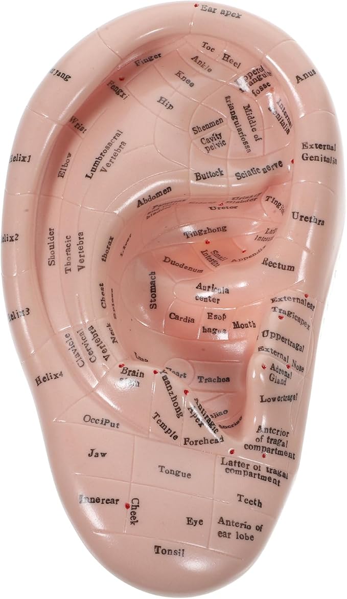 Amazon.com : Ear Model Reflexology Acupoint Learning Display Laboratory ...