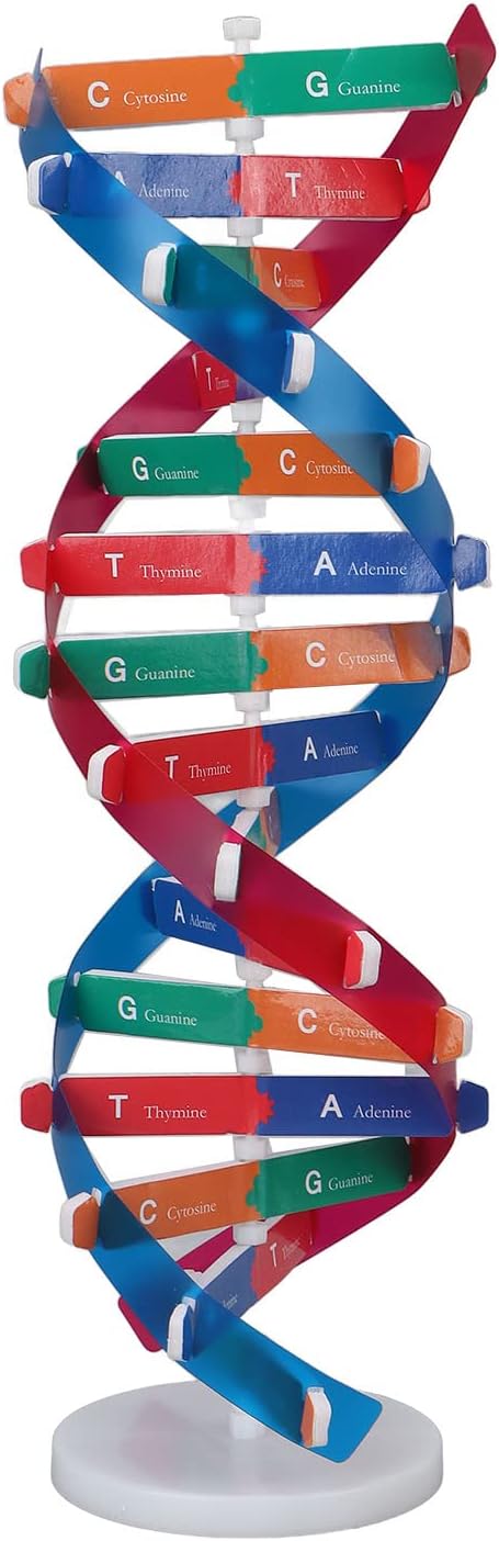 Amazon.com: Human DNA Model Colorful Double Spiral Assemble Model ...