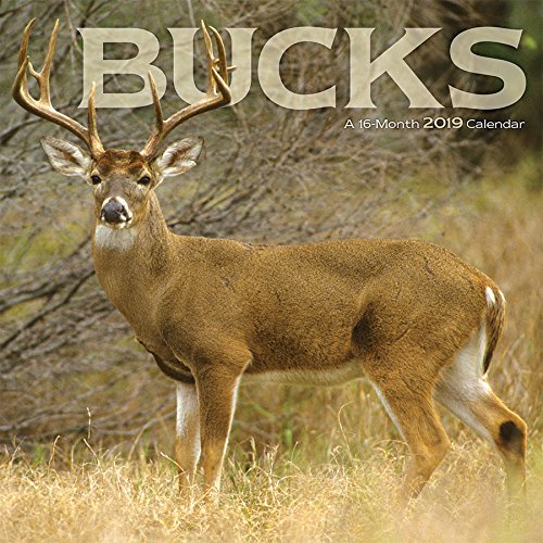 2019 Bucks Wall Calendar: Trends International: 9781438864112: Amazon ...