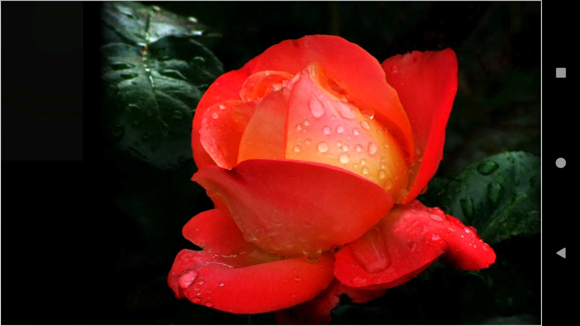 1033 Flowers Wallpapers - App on Amazon Appstore