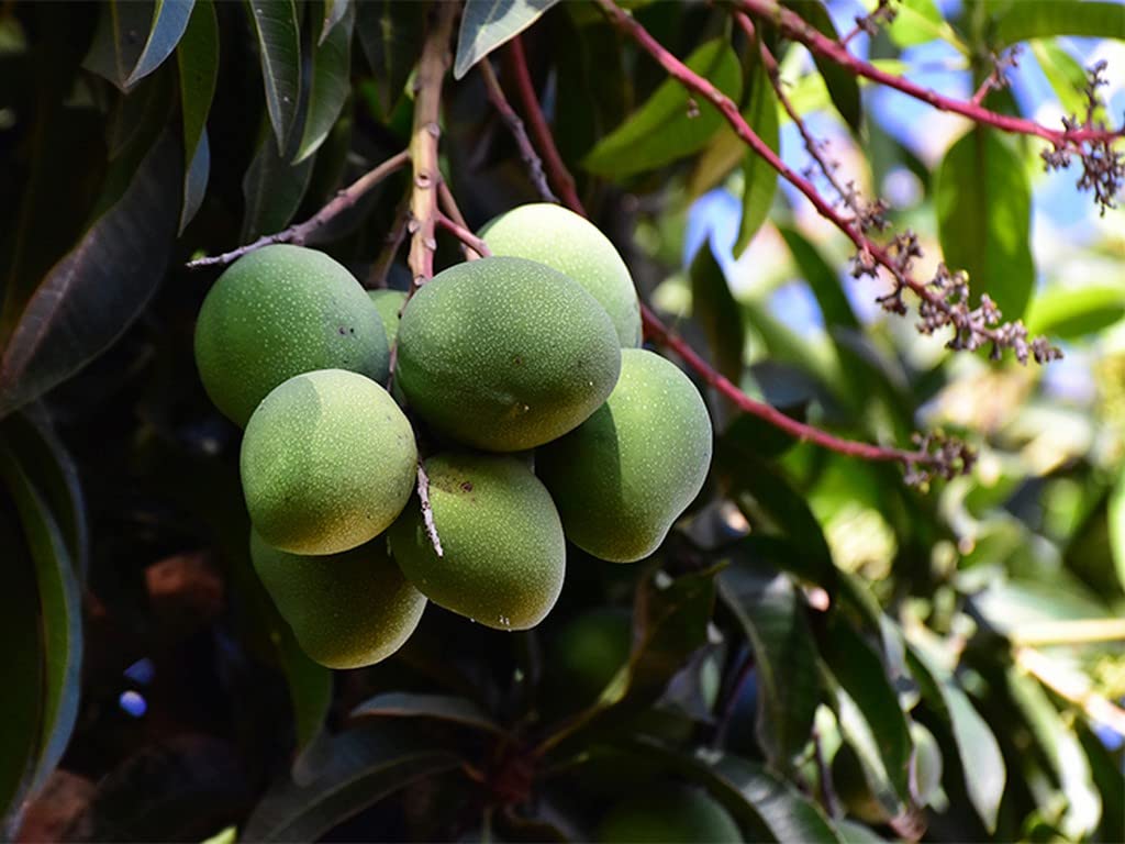 Creative Farmer All Season Mango Am Baramasi Exotic Plant Healthy Fruit ...