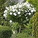 Amazon.com : White Rose of Sharon Tree Live Plant 4 Inc Container ...