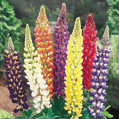 Zabbus Seeds Lupin Mixed Colour Flower Seeds Hybrid F1 Seeds for Home ...