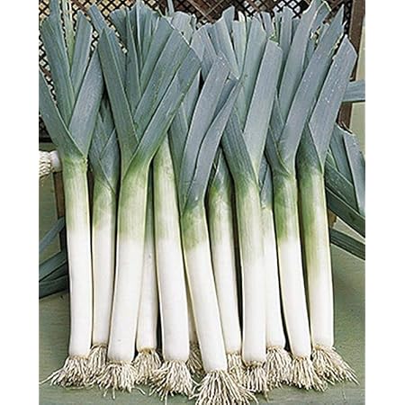 Amazon.com : 2500 Giant Musselburgh Leek Seeds for Planting Heirloom ...