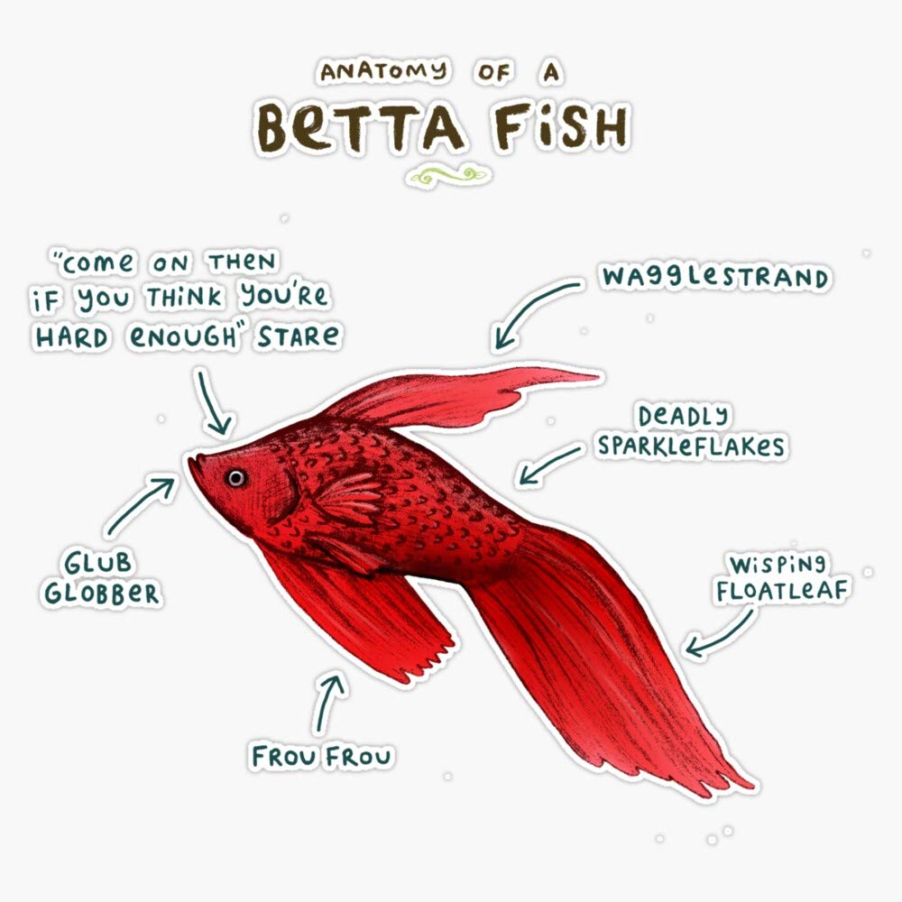Betta Fish Memes