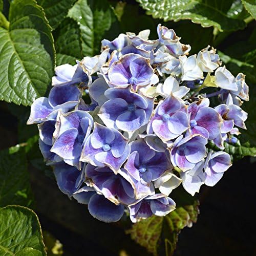 Hydrangea macrophylla 'Bavaria' 15cm Pot Size : Amazon.co.uk: Garden
