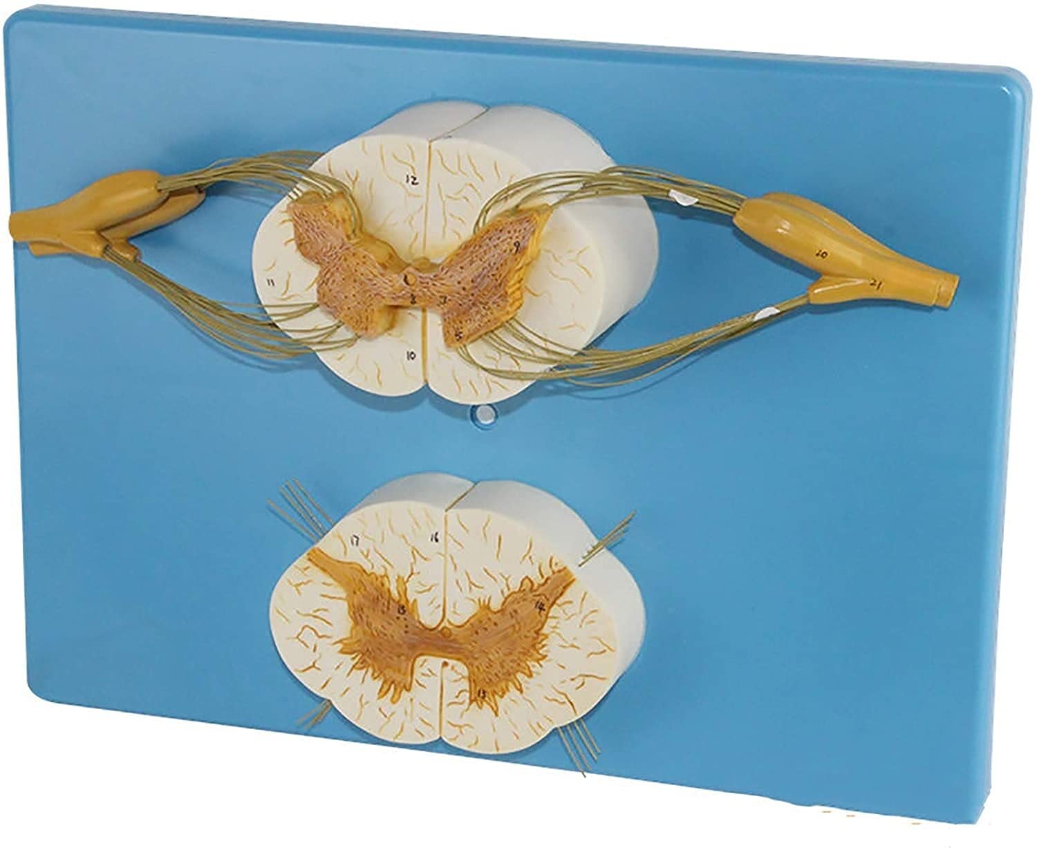 Buy Anatomical Nervous System Nervous System Nervous System Nervous 0339