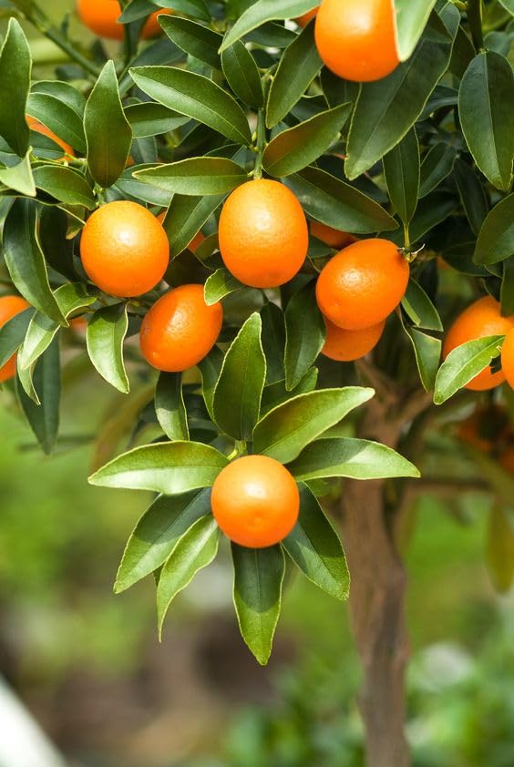 MAITRAANDSONS Orange Plant (Kumquat (Fortunella spp.) Plant) : Amazon ...