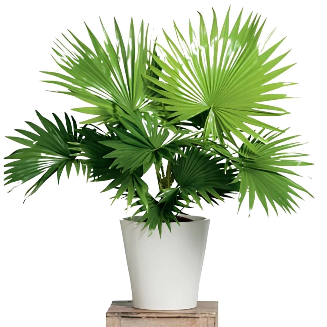 China Palm Plant-China Palm/Areca Palm-Indoor-Outdoor Decorative ...