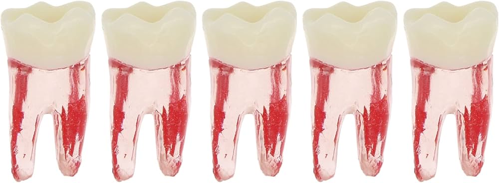Pulp Cavity