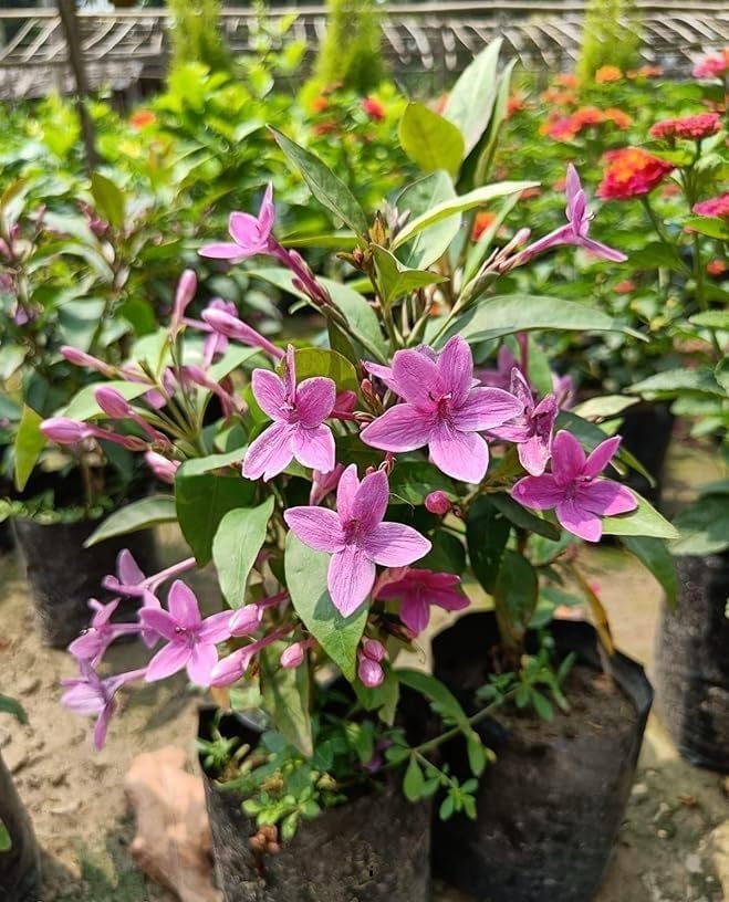 Oxygeen Nil Tagar Blue Tagar Flower Live Plant Tabernaemontana ...