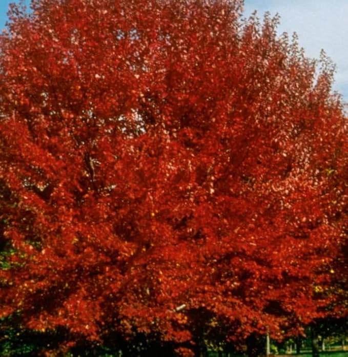 Amazon.com : Brandywine Red Maple Tree - Live Plant Shipped 1 to 2 Feet ...