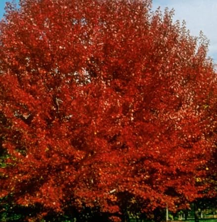 Amazon.com : Brandywine Red Maple Tree - Live Plant Shipped 1 to 2 Feet ...