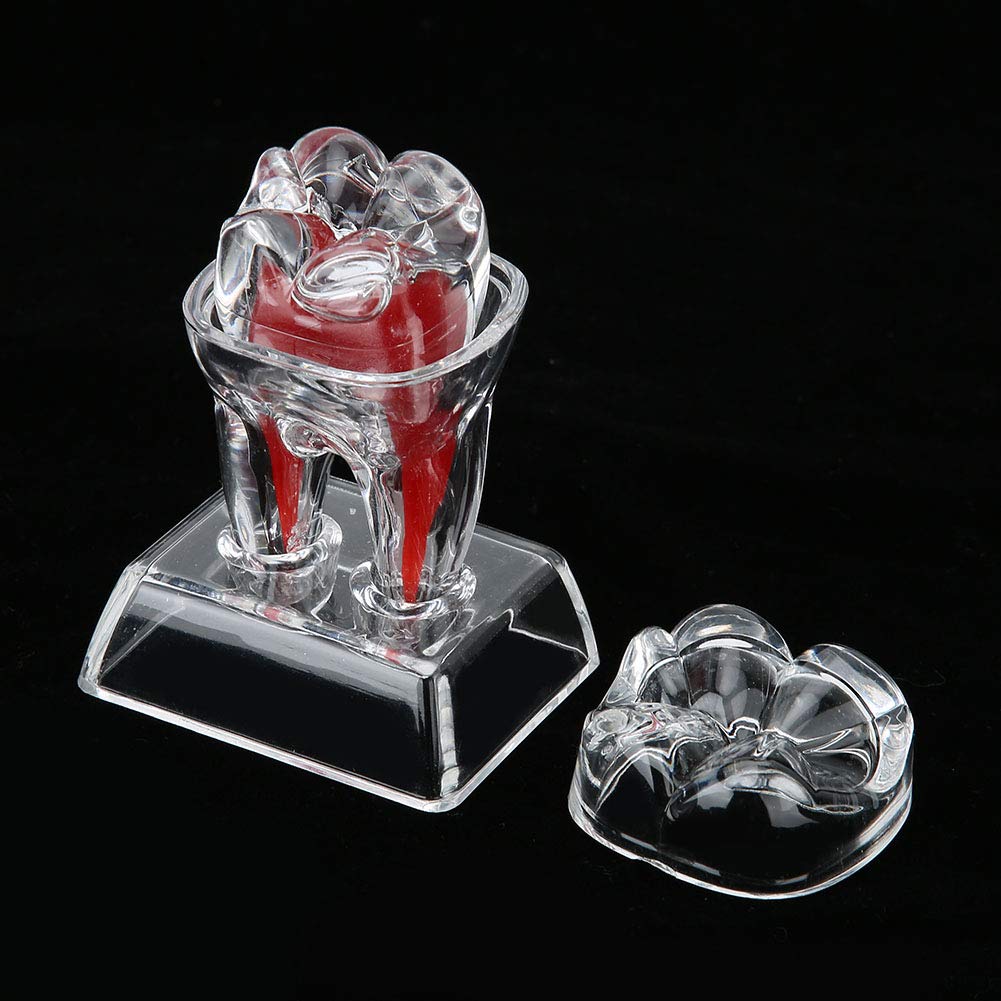 Buy Standard Teeth Model, Dental Teaching Model, Dental Teeth Model ...