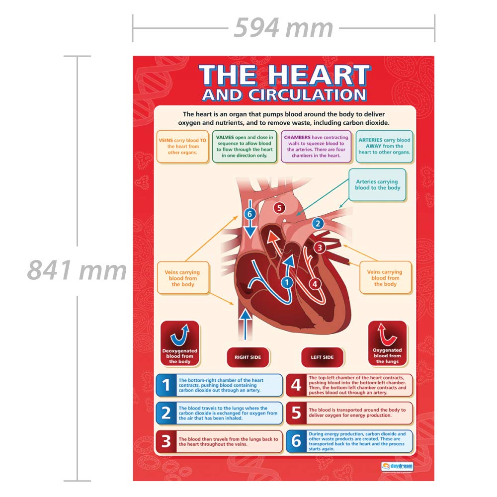 The Heart and Circulation | Science Posters | Gloss Paper measuring ...